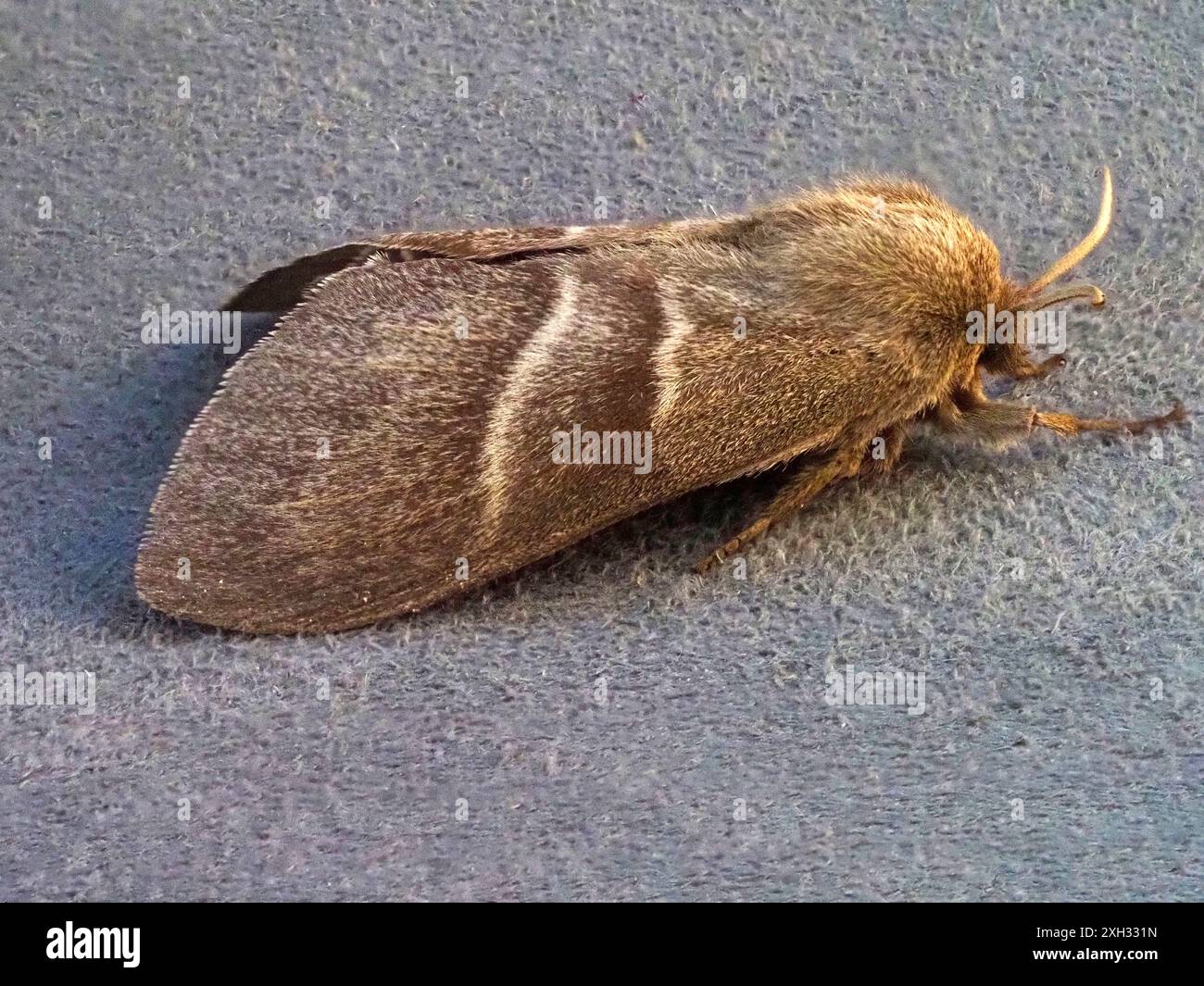 Fox moths hi-res stock photography and images - Alamy