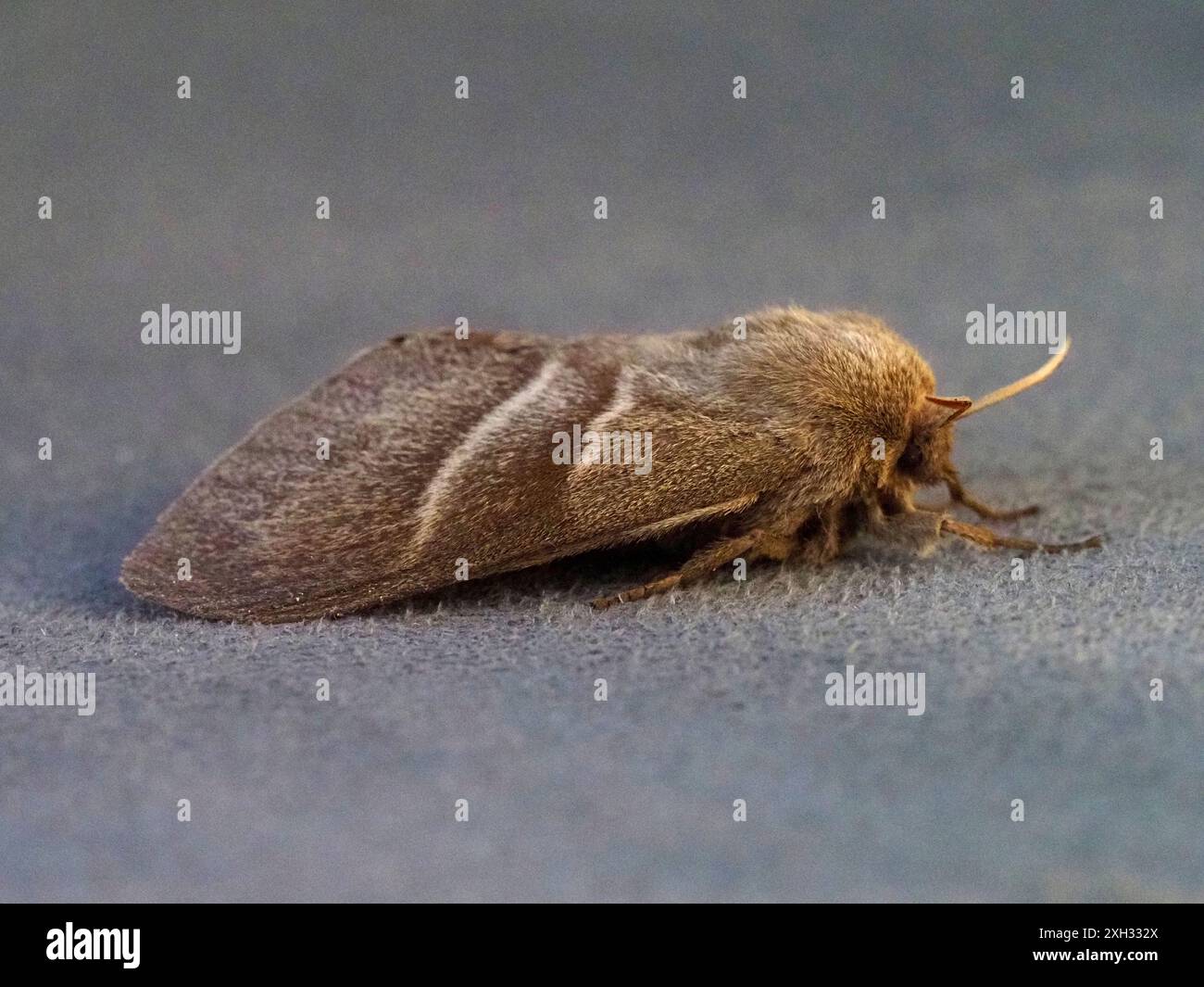 Fox moth hi-res stock photography and images - Alamy
