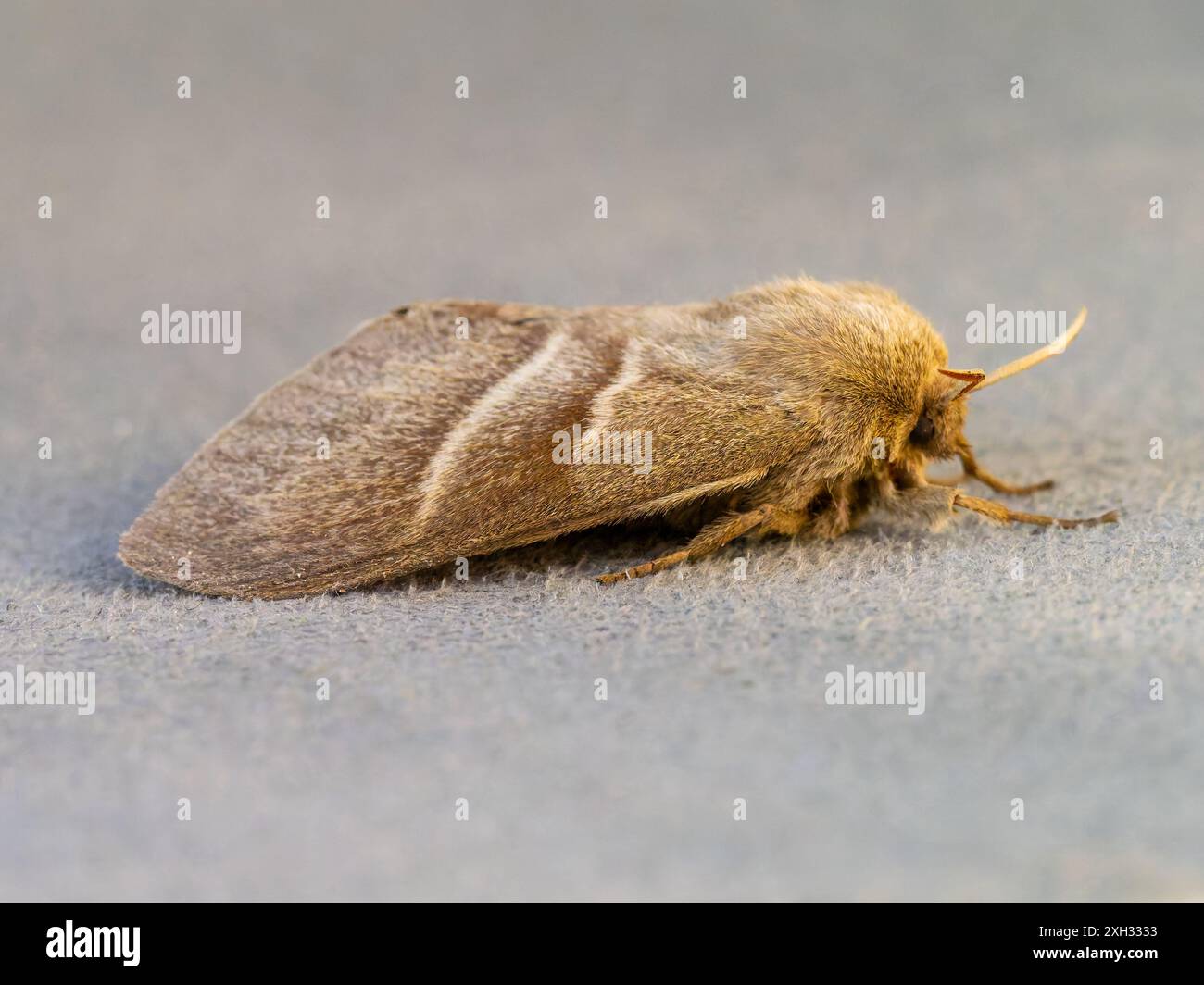 Fox moth hi-res stock photography and images - Alamy