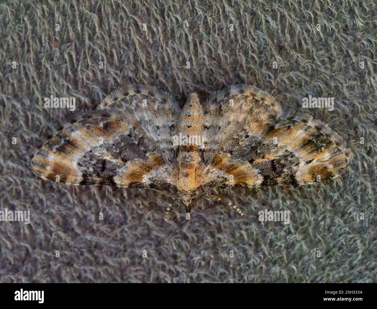 A foxglove pug moth, Eupithecia pulchellata Stock Photo - Alamy