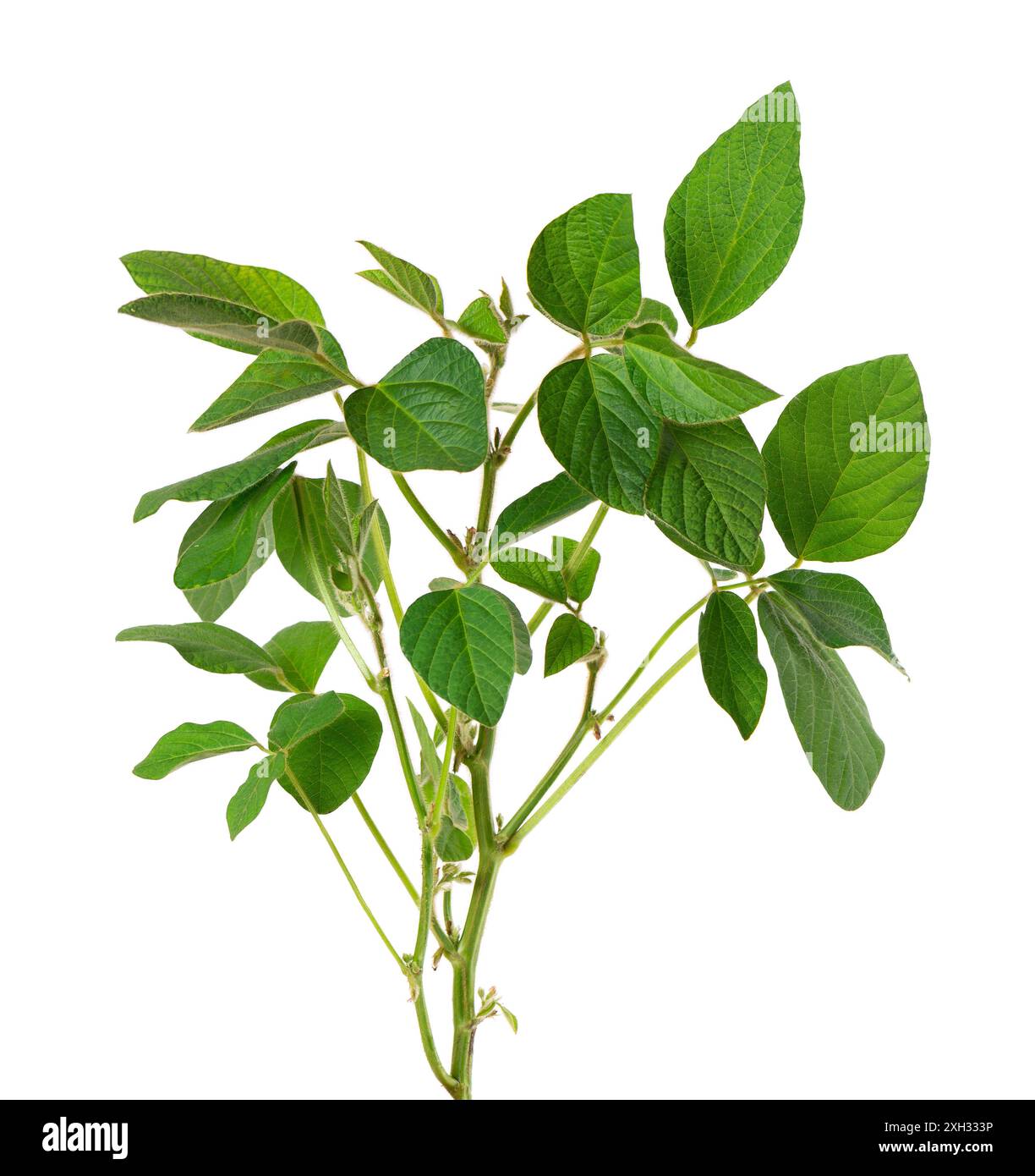 Bush bean hi-res stock photography and images - Alamy