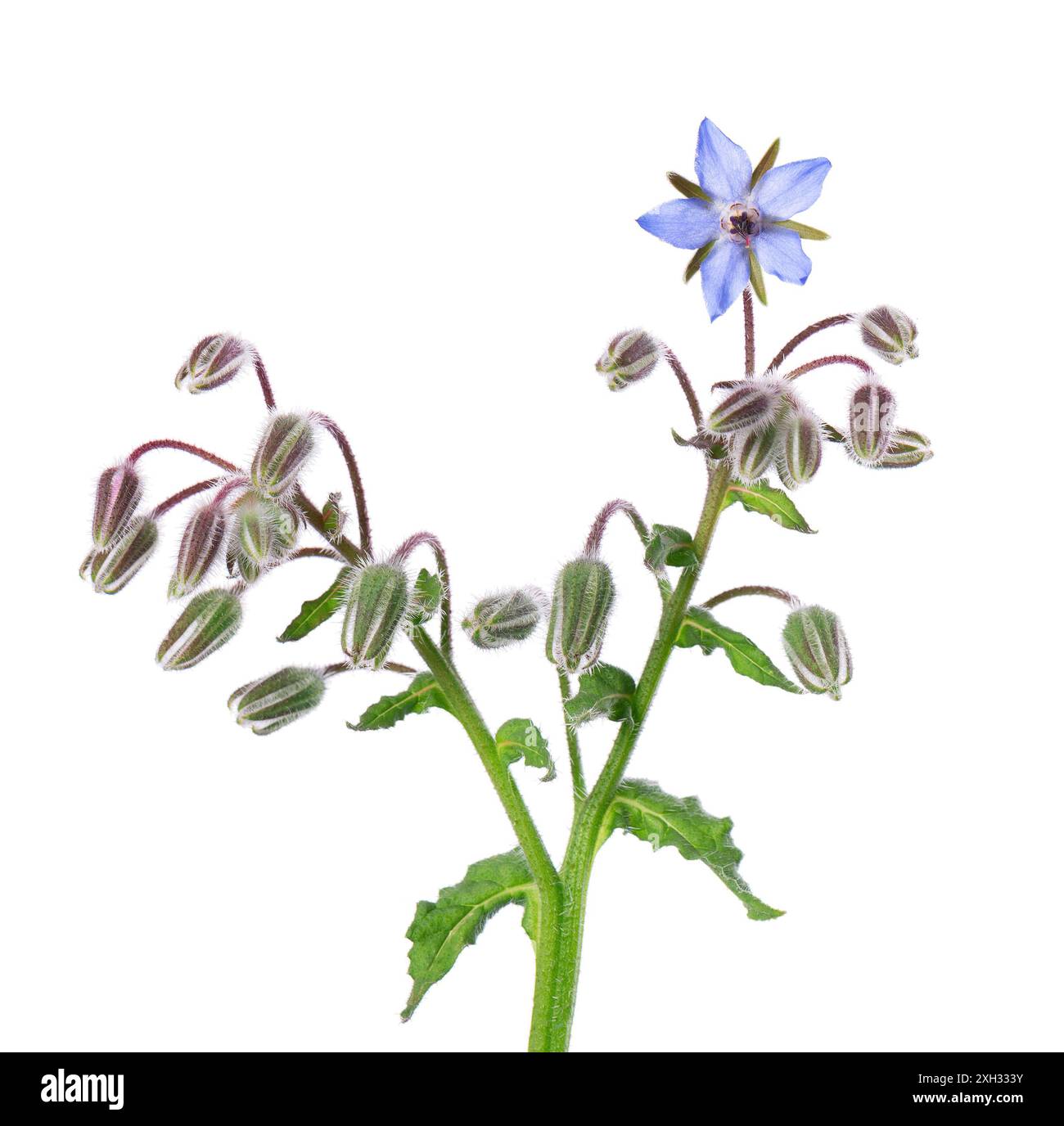 Borage flowers isolated on white background. Borago officinalis bush ...