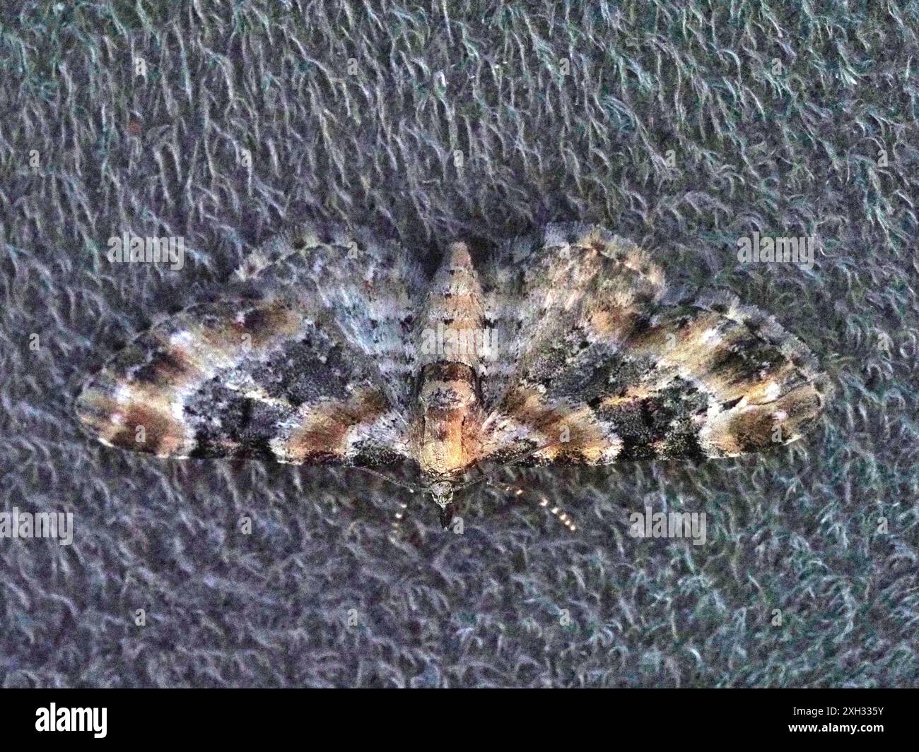 A foxglove pug moth, Eupithecia pulchellata Stock Photo - Alamy