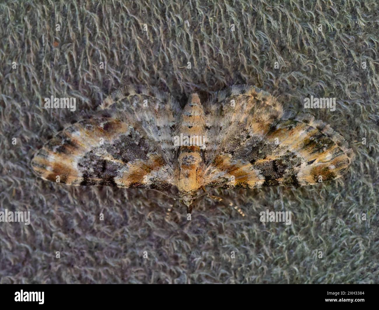 A foxglove pug moth, Eupithecia pulchellata Stock Photo - Alamy