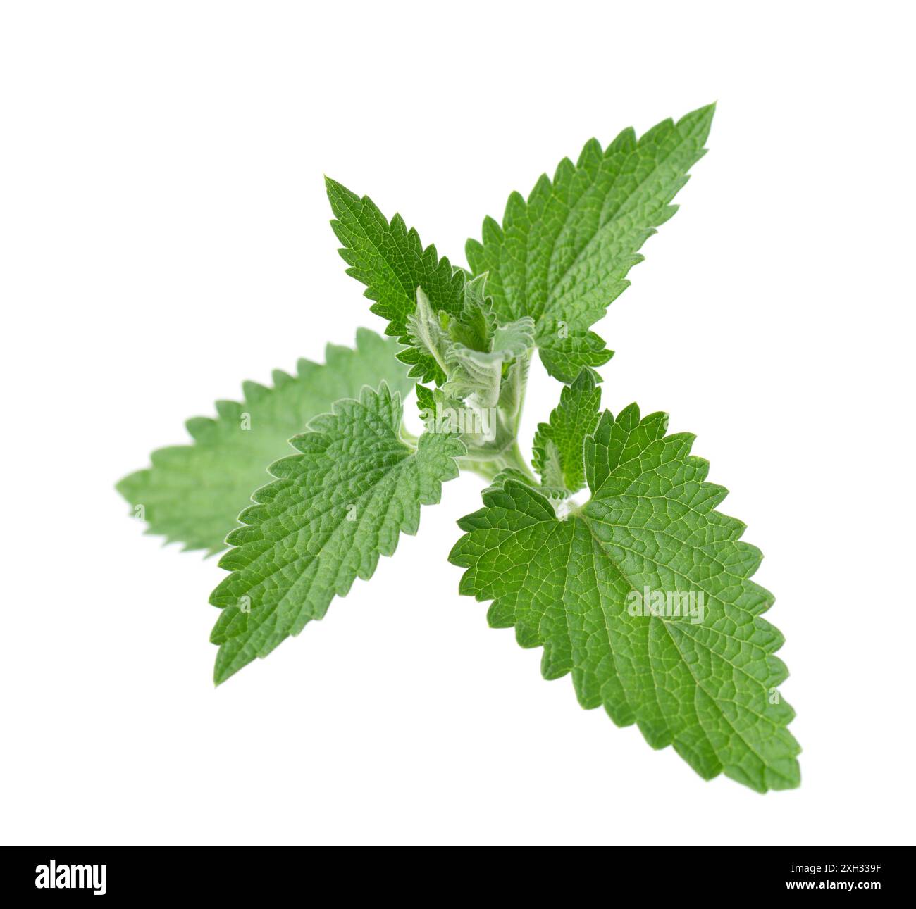 Green leaves of lemon balm or melissa plant isolated on white ...