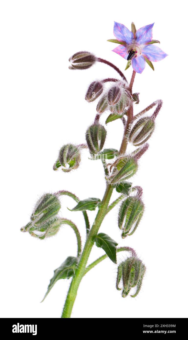 Borage flowers isolated on white background. Borago officinalis bush ...