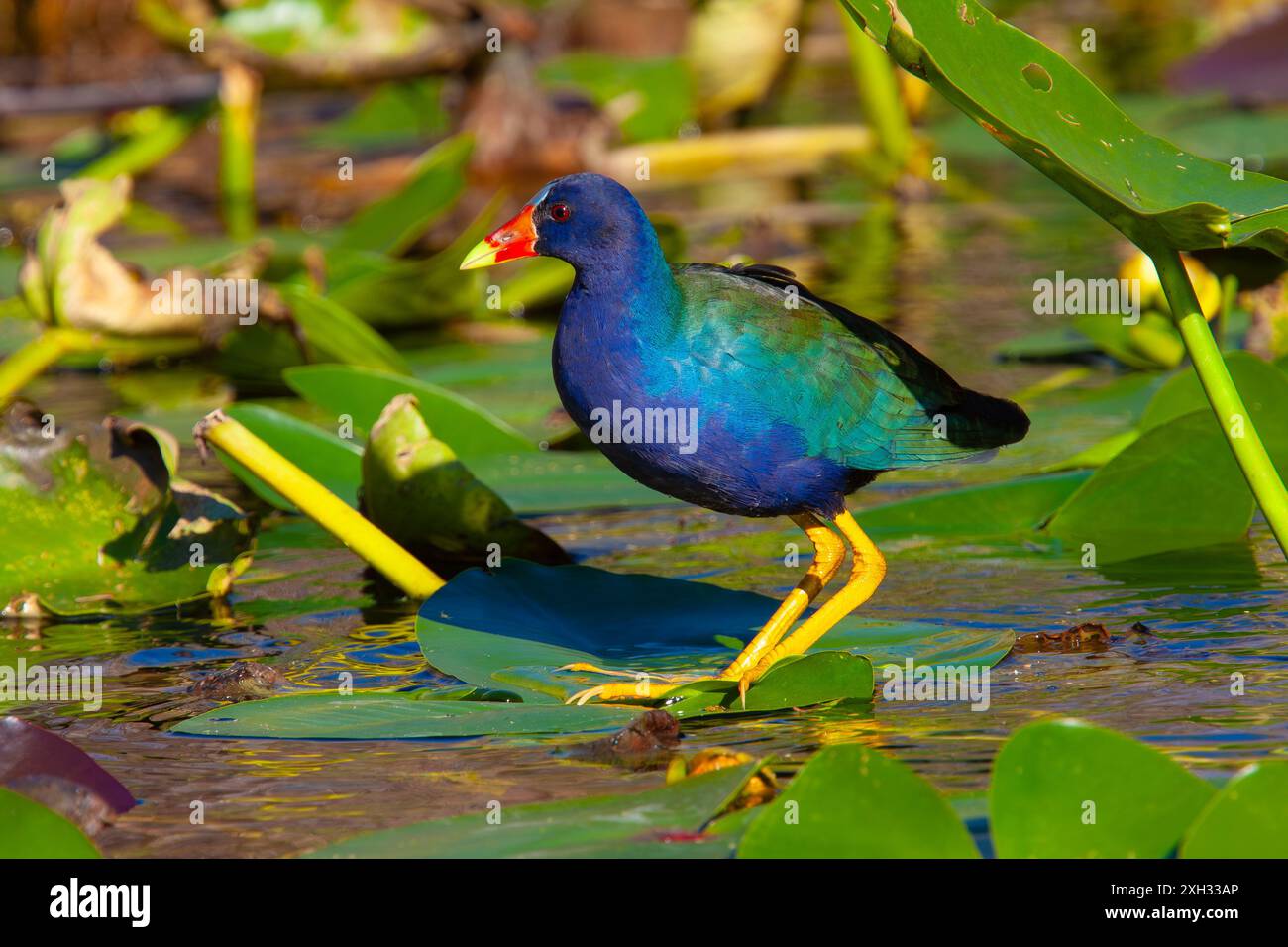 American purple gallinule wading on waterlily pads in a shallow swamp ...