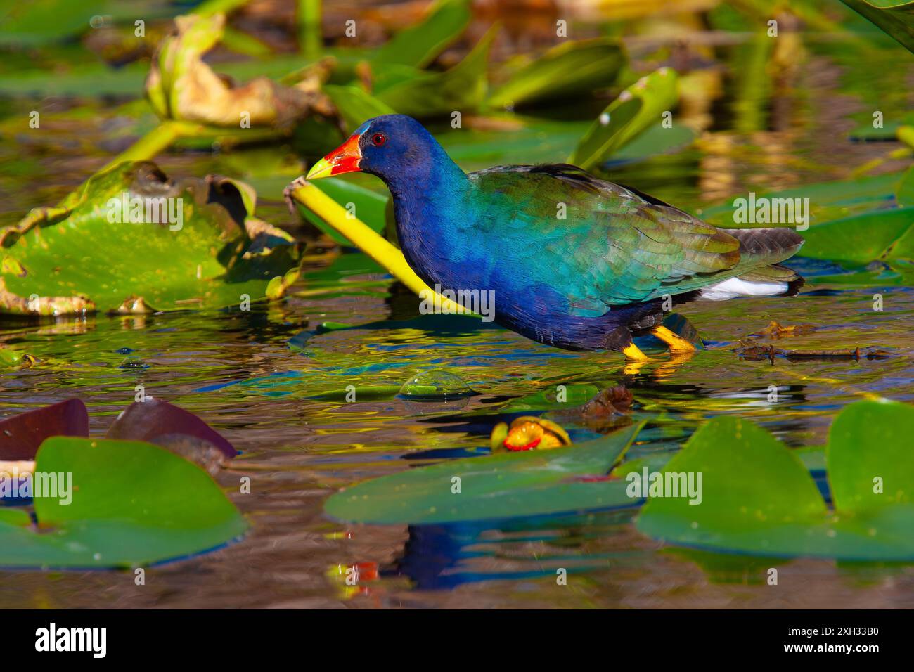 American purple gallinule wading in a shallow swamp. Anhinga Trail area ...