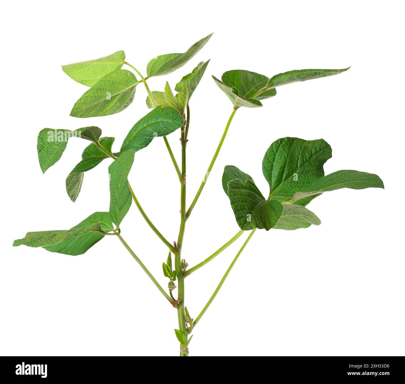 Green soybean bush isolated on white background. Soy bean plant Stock ...