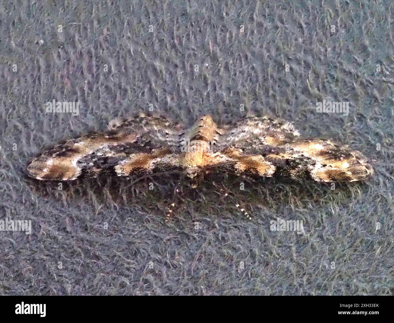 A foxglove pug moth, Eupithecia pulchellata Stock Photo - Alamy