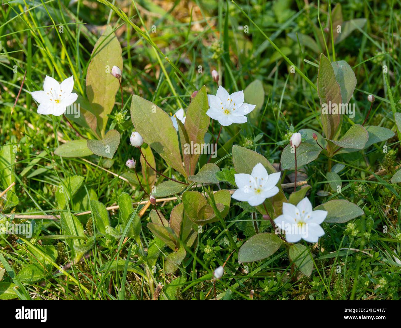 Lysimachia europaea (formerly known as Trientalis europaea), commonly ...