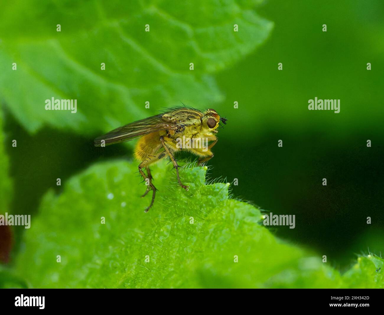 Scathophaga stercoraria, commonly known as the yellow dung fly or the ...