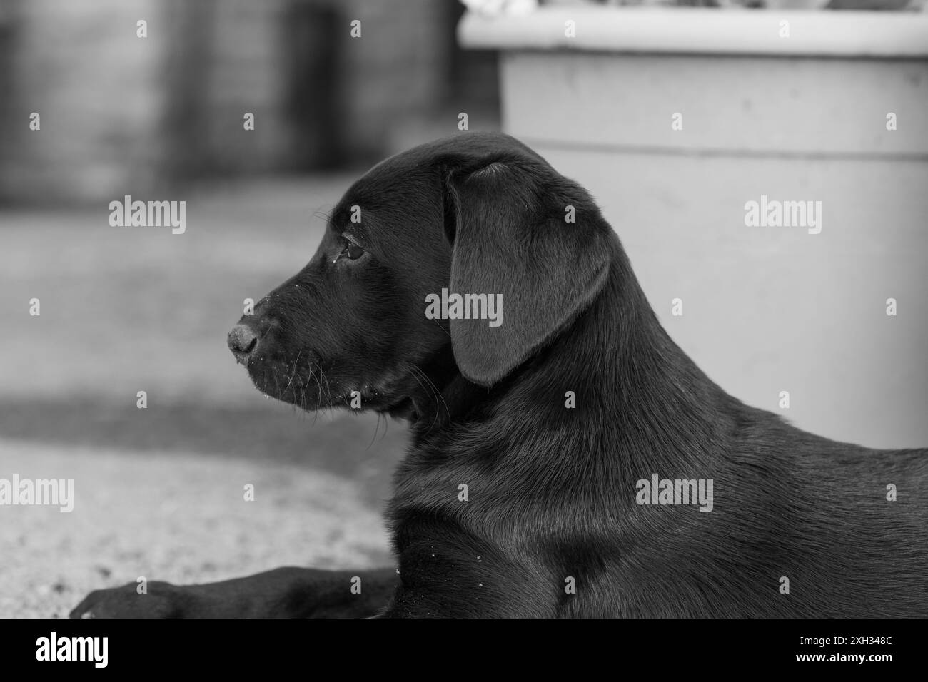 Cute portrait of an 8 week old black Labrador puppy laying down on the ...