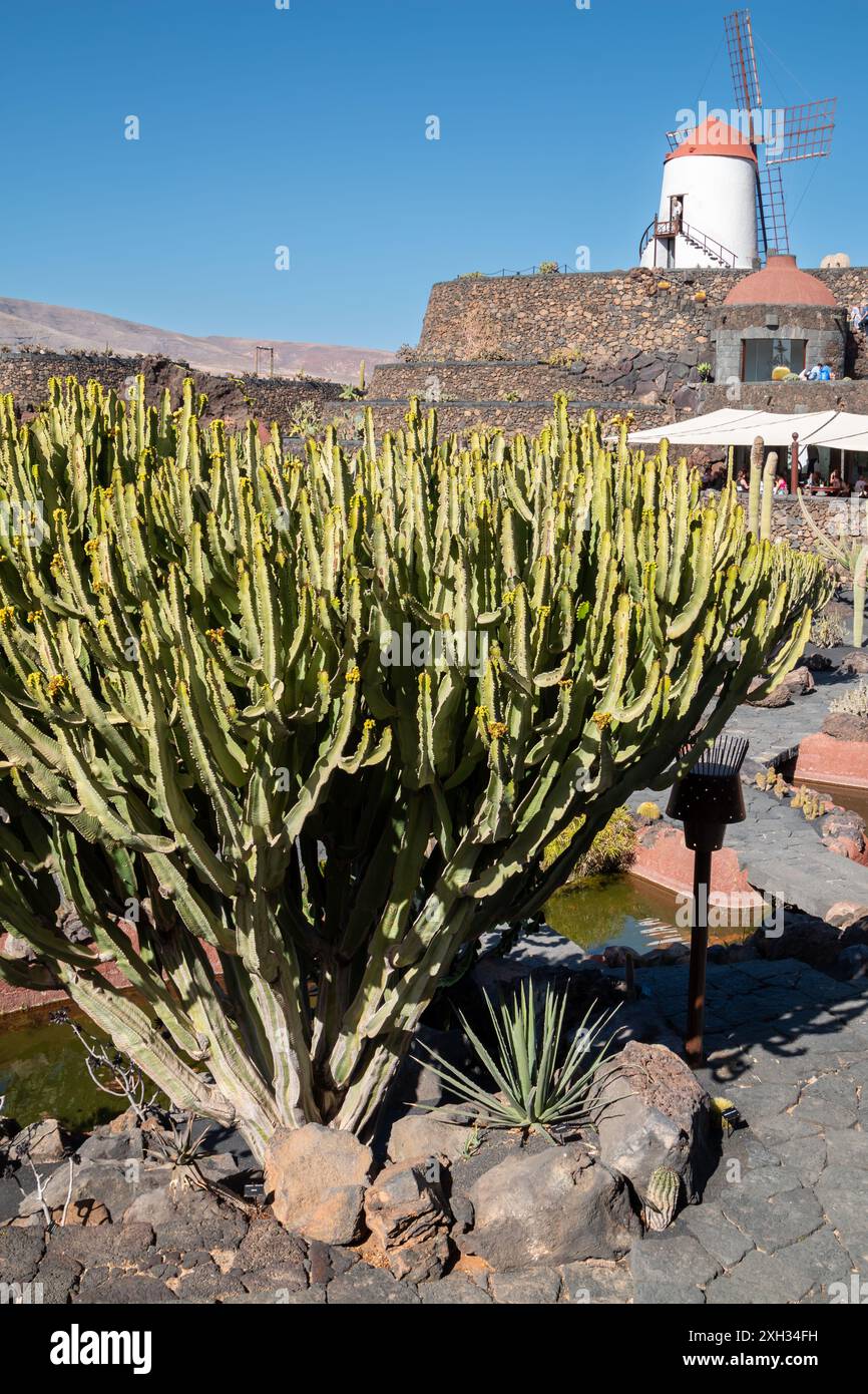 Cactus Garden, created by Cesar Manrique. Various shapes, colors and ...