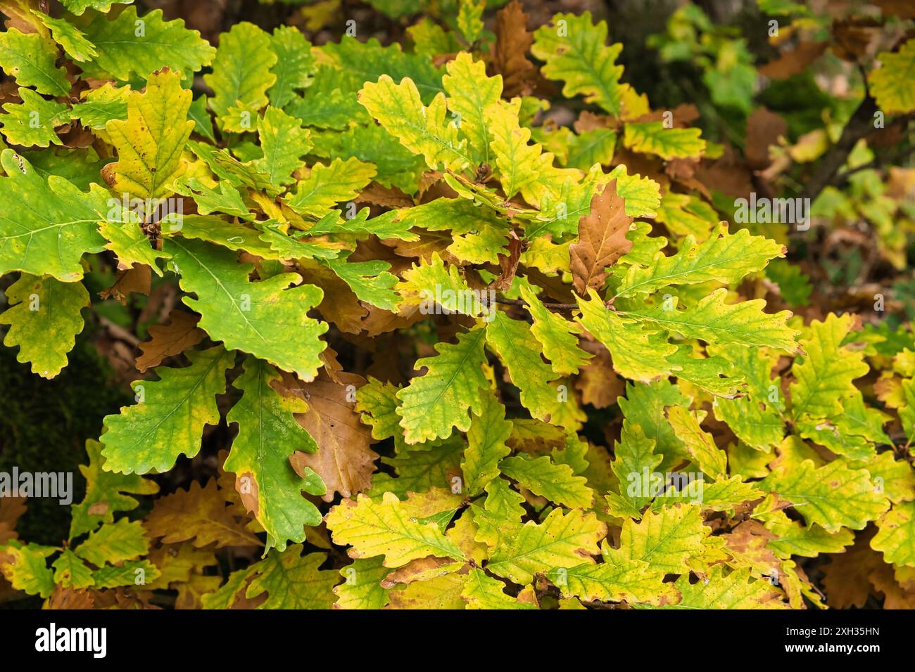 Eifel national park hi-res stock photography and images - Alamy