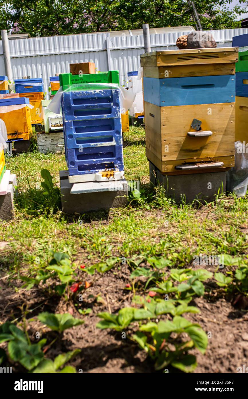 To hive a swarm, to make increase from a colony, make up a nucleus ...