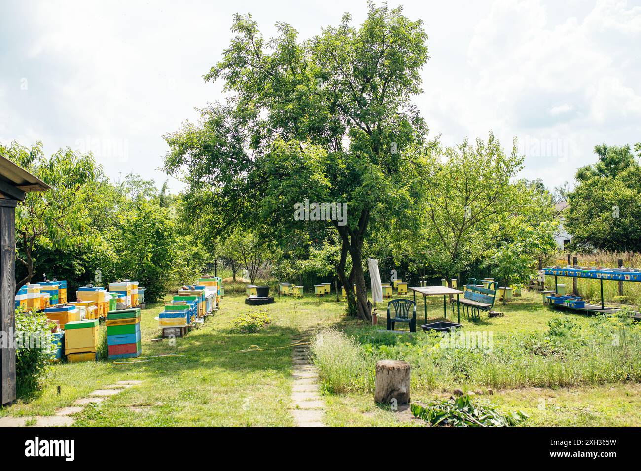 To hive a swarm, to make increase from a colony, make up a nucleus ...