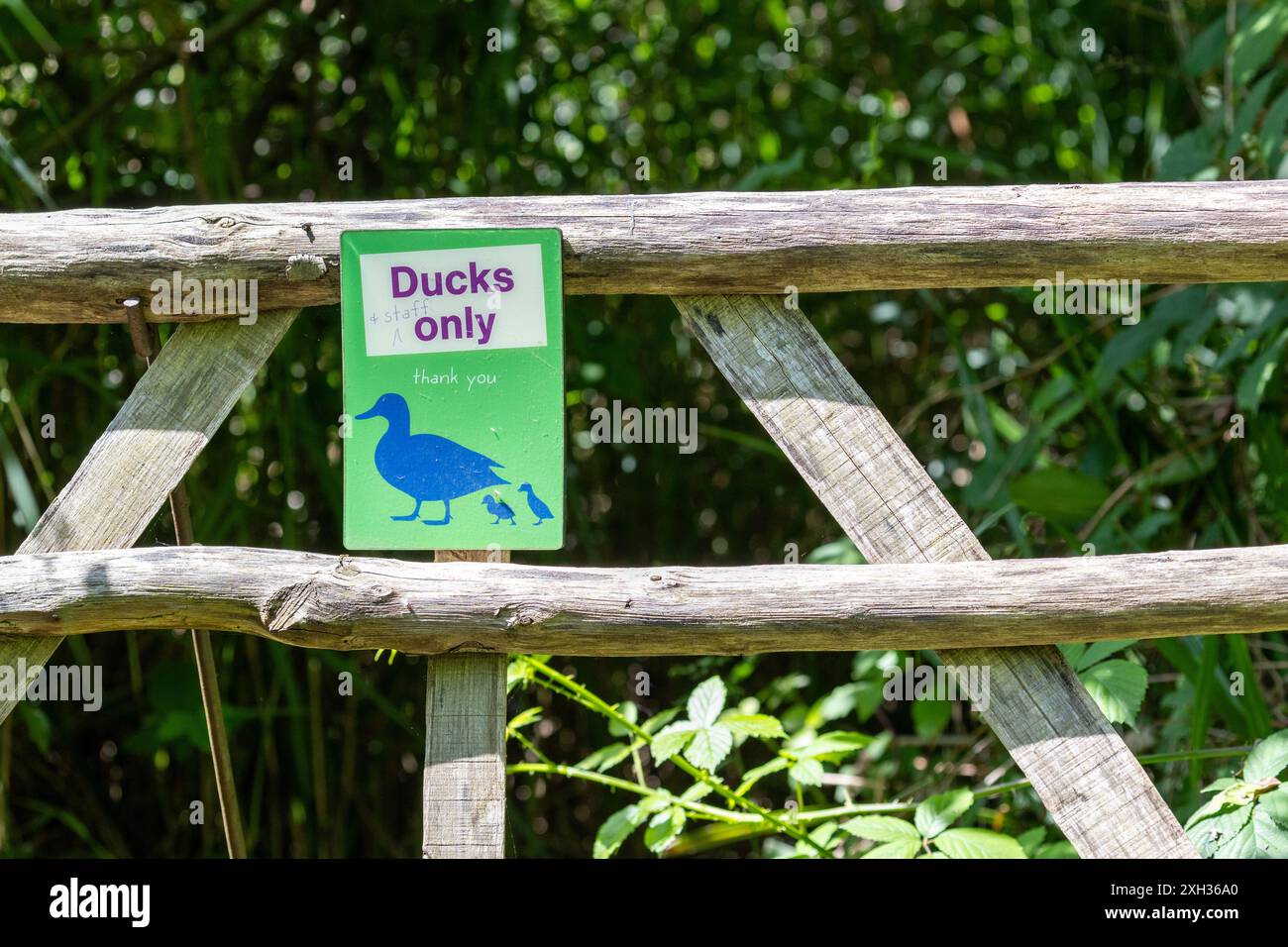 London:England - June2 02 2024: Ducks only sign on wooden gate at ...