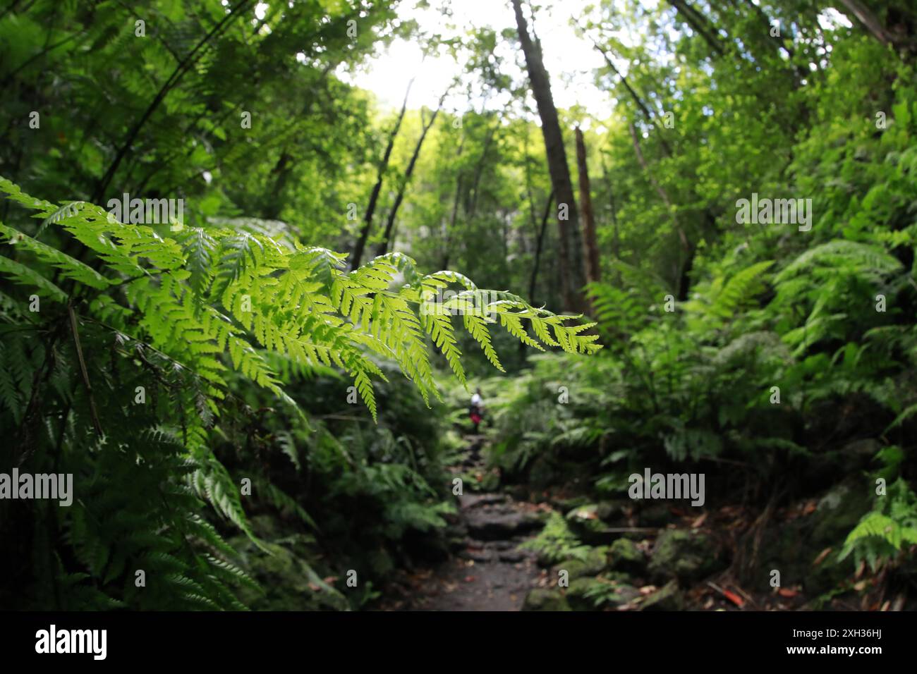 Lush green forest lot ferns hi-res stock photography and images - Alamy