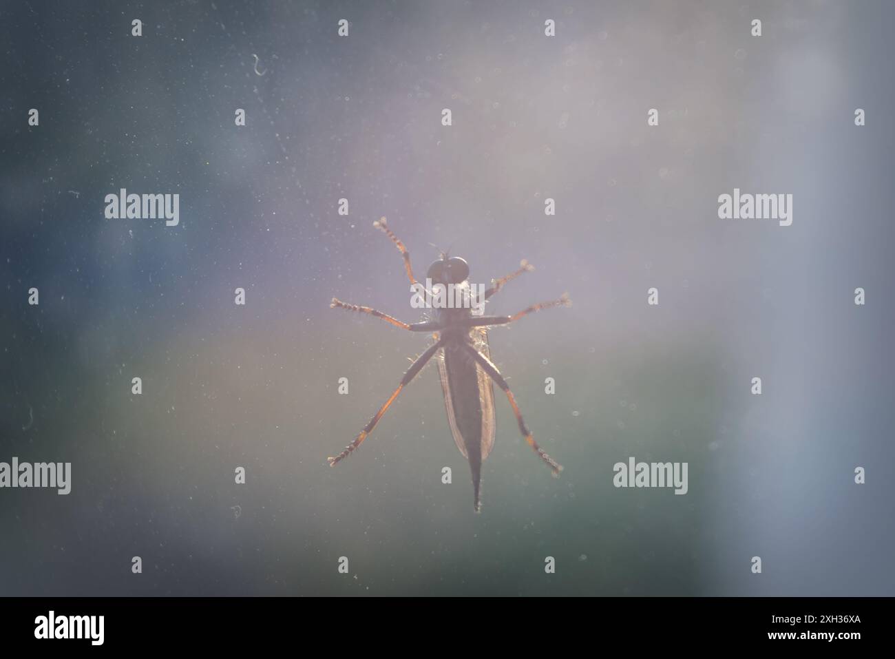 Hornet Robberfly sits on the window glass close-up Stock Photo - Alamy