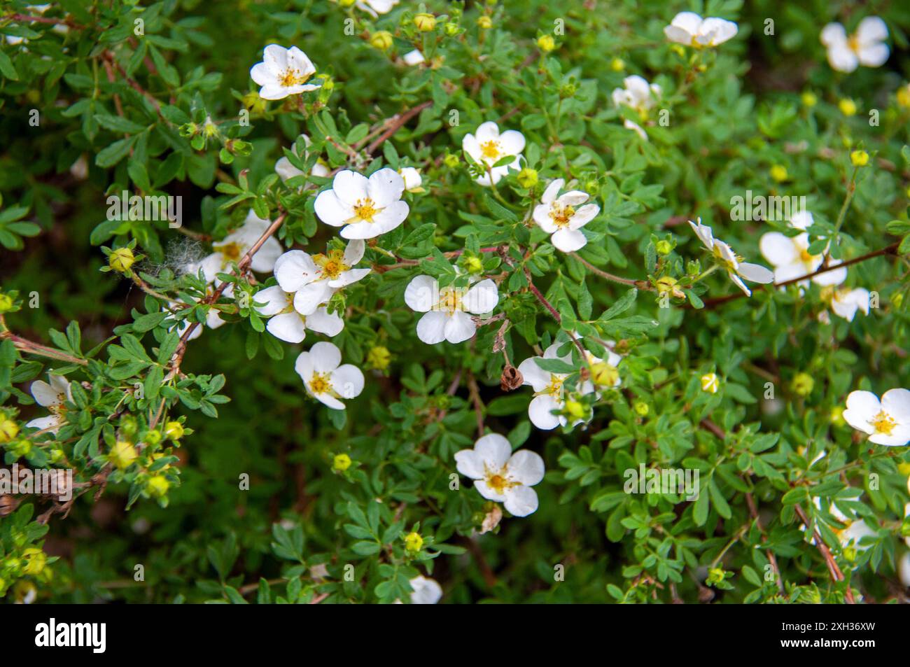 Country and garden plots The jasmine plant Samara Samara region Russia ...