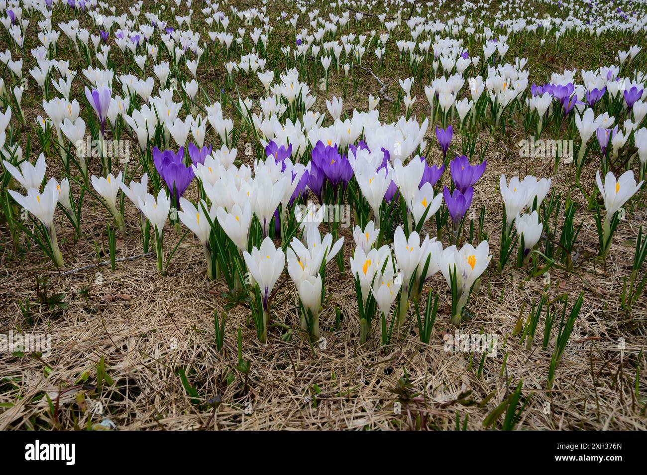 Purple crocus blooming hi-res stock photography and images - Alamy
