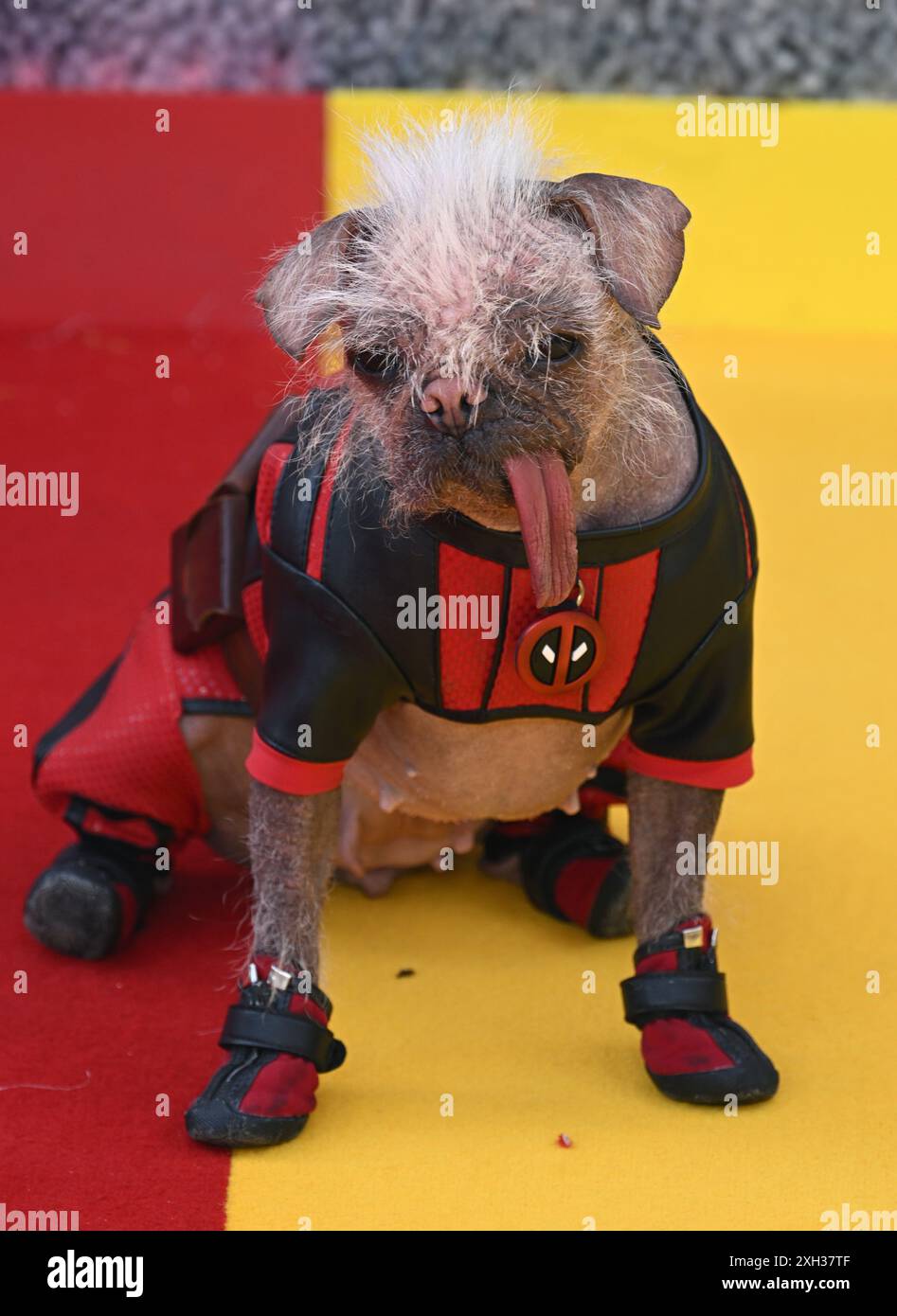 Peggy aka dogpool hi-res stock photography and images - Alamy