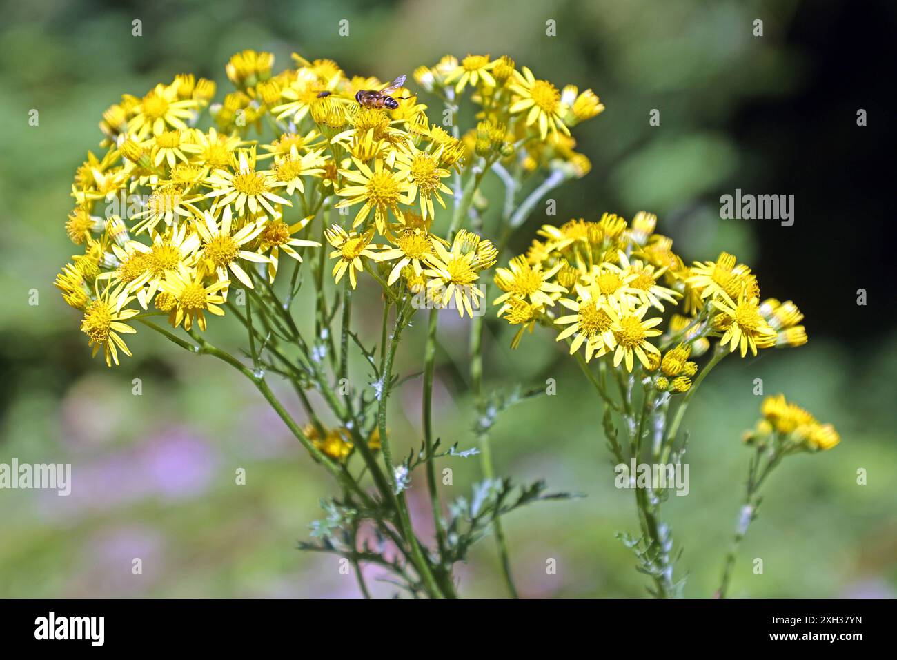 Giftpflanzen in Deutschland Das Jakobs-Kreuzkraut, auch als Jakobs ...