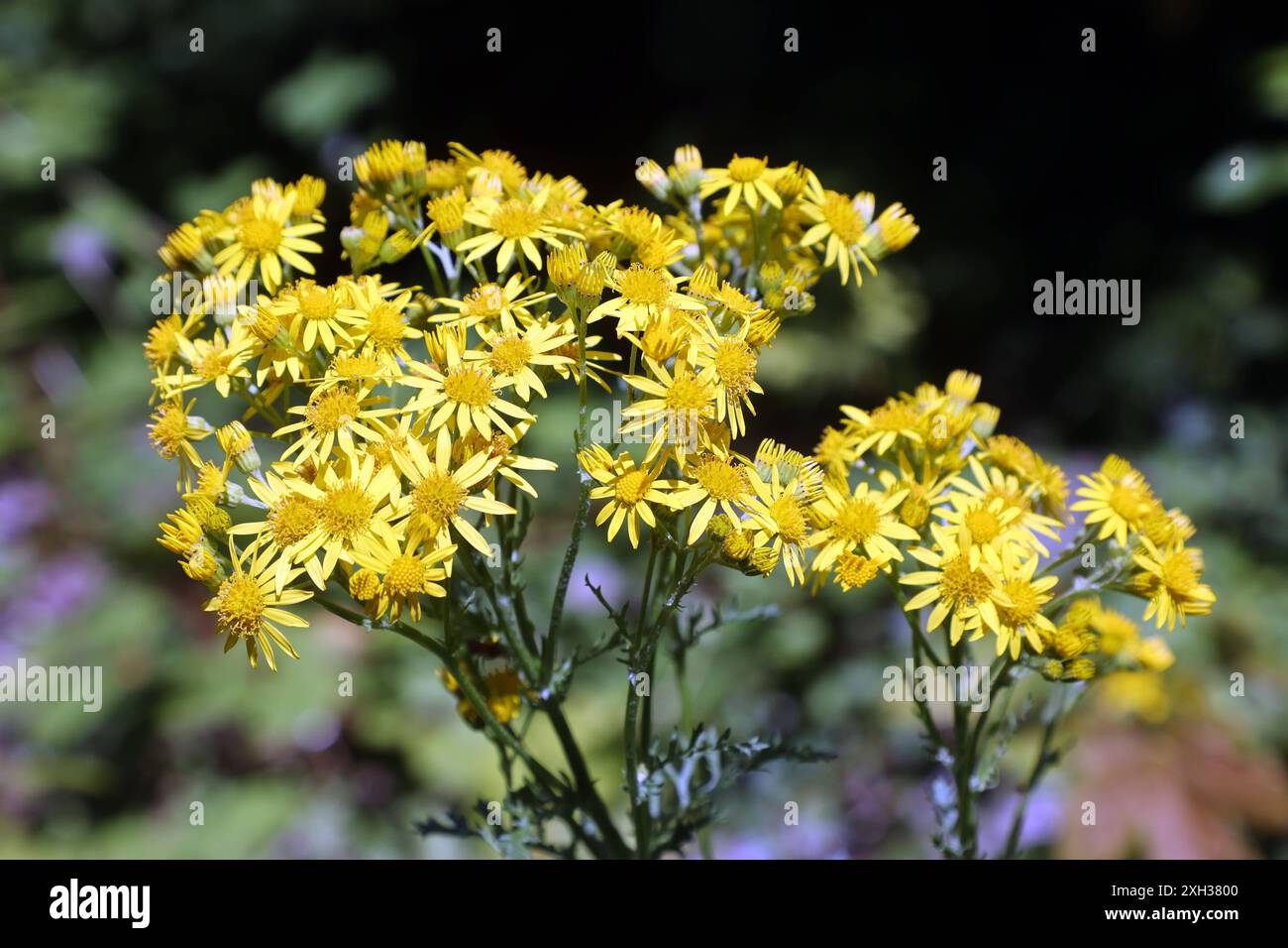 Giftpflanzen in Deutschland Das Jakobs-Kreuzkraut, auch als Jakobs ...