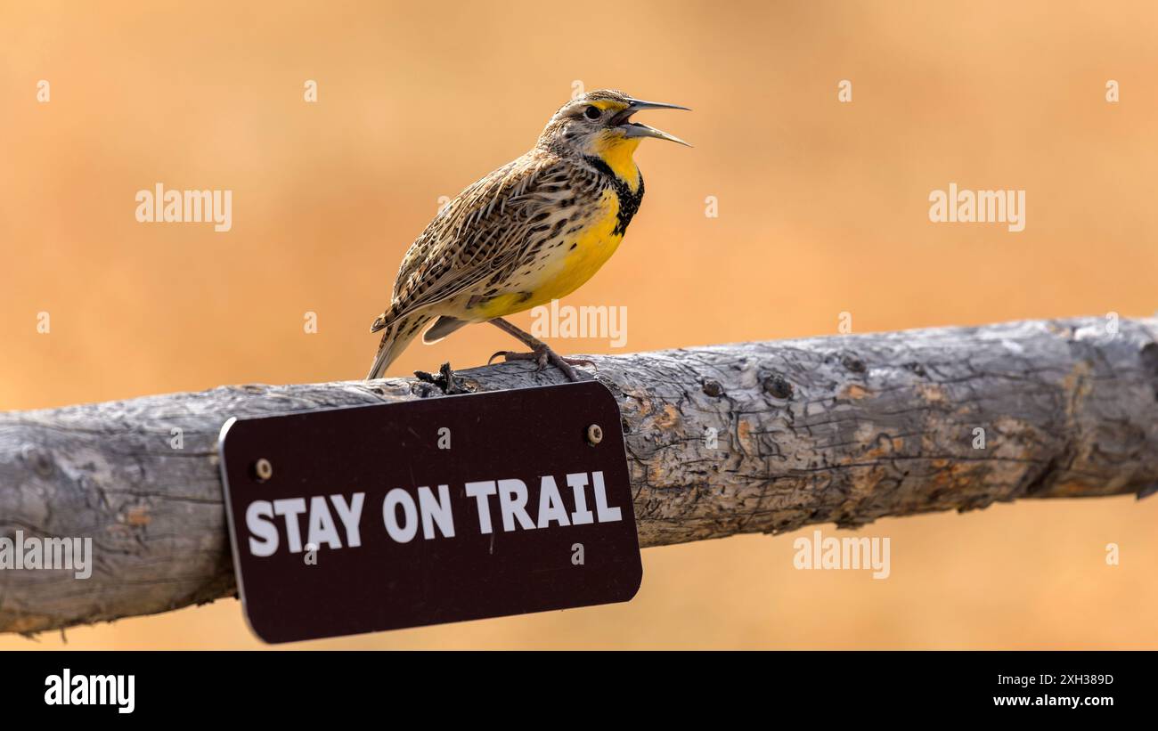 Singing on trail standing hi-res stock photography and images - Alamy