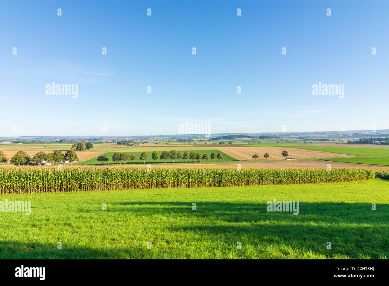 Warburger wald hi-res stock photography and images - Alamy