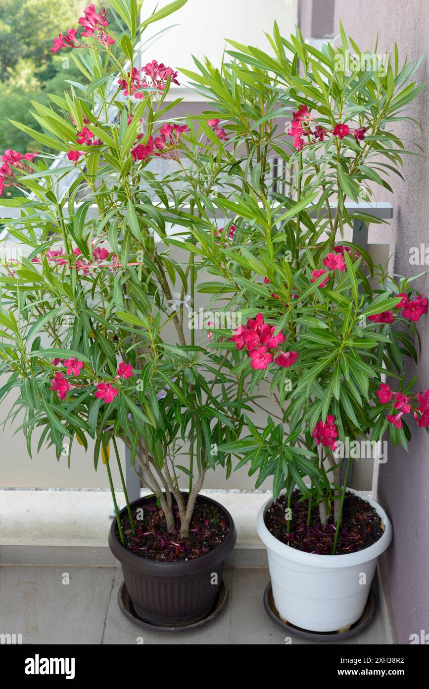 Young oleander plant outdoors balcony hi-res stock photography and ...