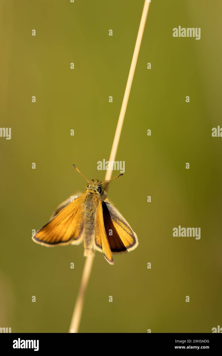 A European skipper (Essex skipper, Thymelicus Lineola) sitting on a ...