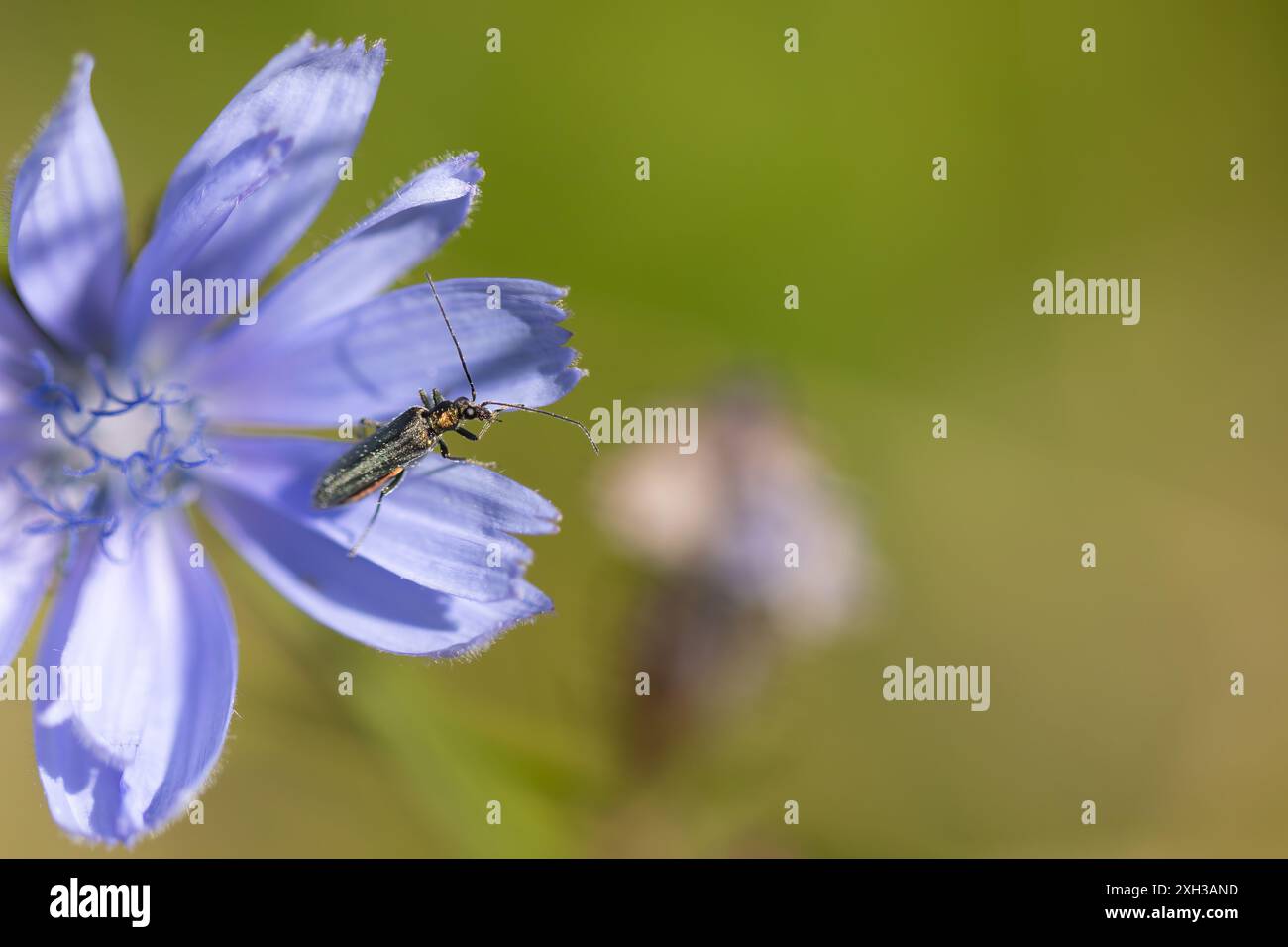 Close-up of an insect sitting on a blossom of a common chicory ...