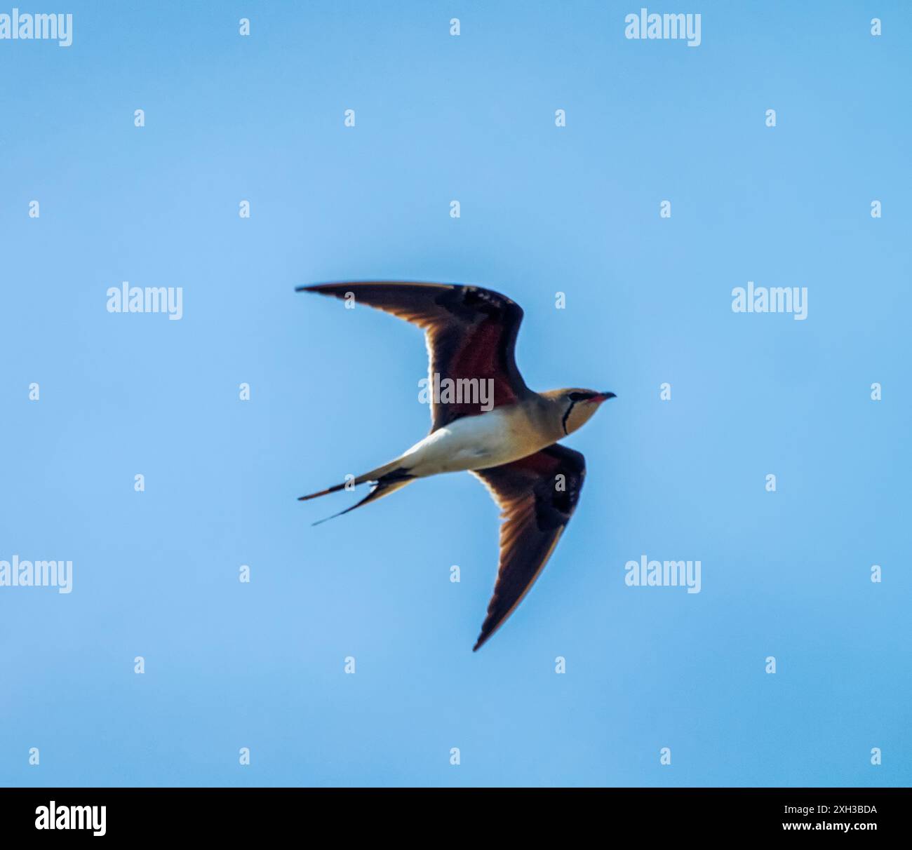 Prairies shorebirds hi-res stock photography and images - Alamy