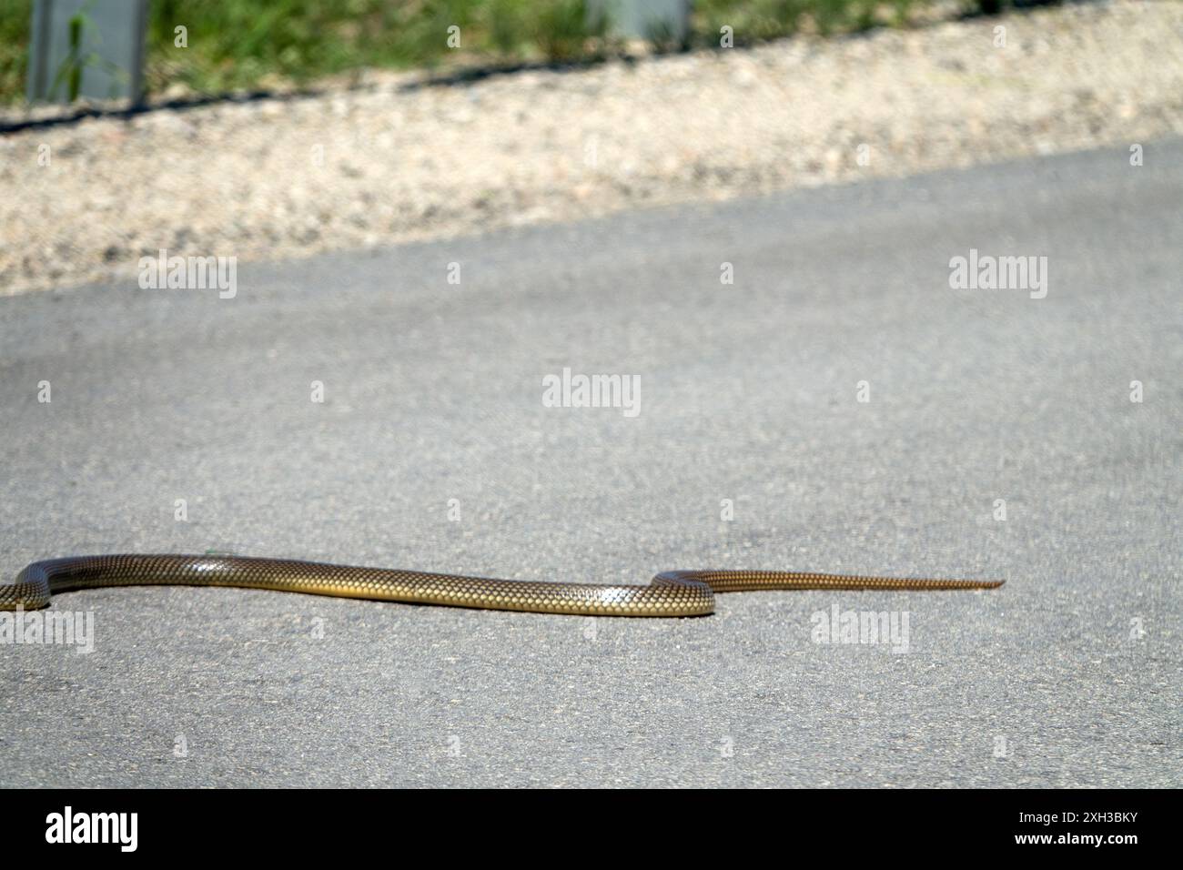 Devils spawn hi-res stock photography and images - Alamy