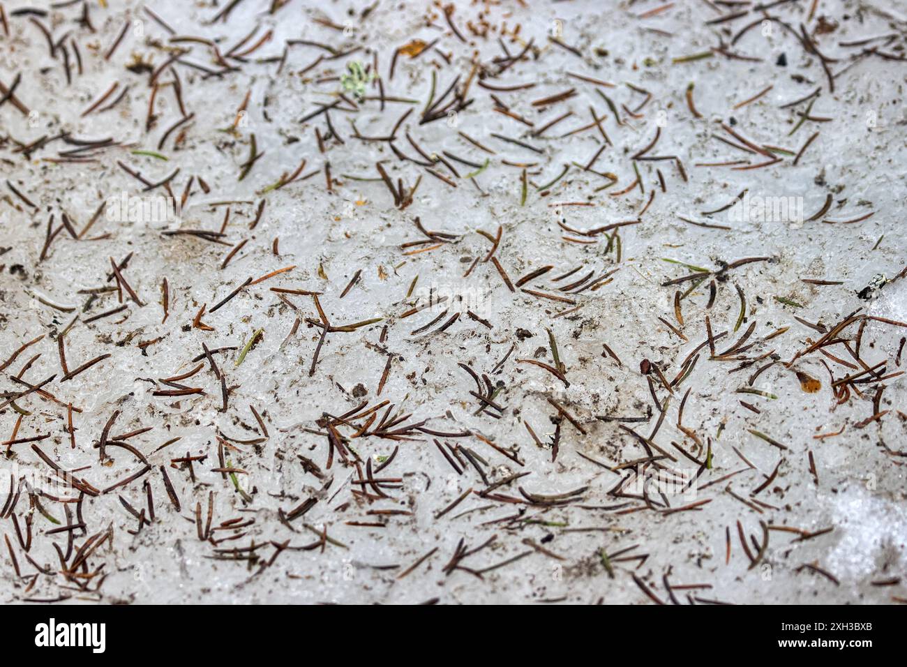 Acerous leaf hi-res stock photography and images - Alamy