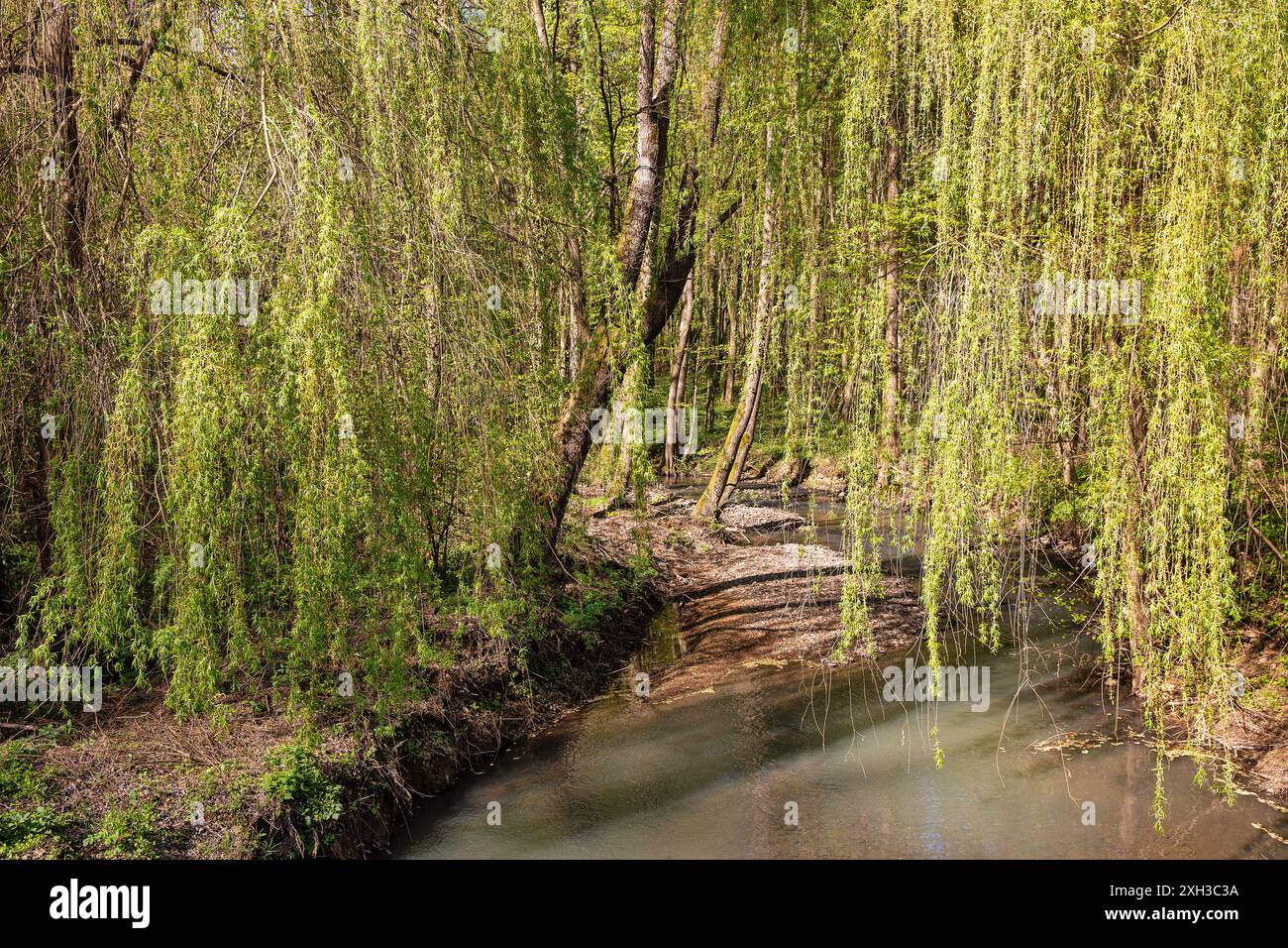 Landscape with a forest stream among willow trees Stock Photo - Alamy