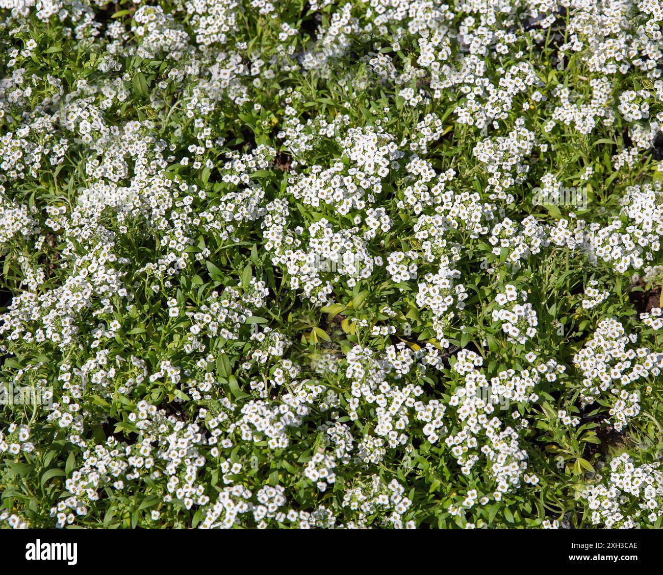 White phlox, blossoming spring flowers background closeup. Creeping ...