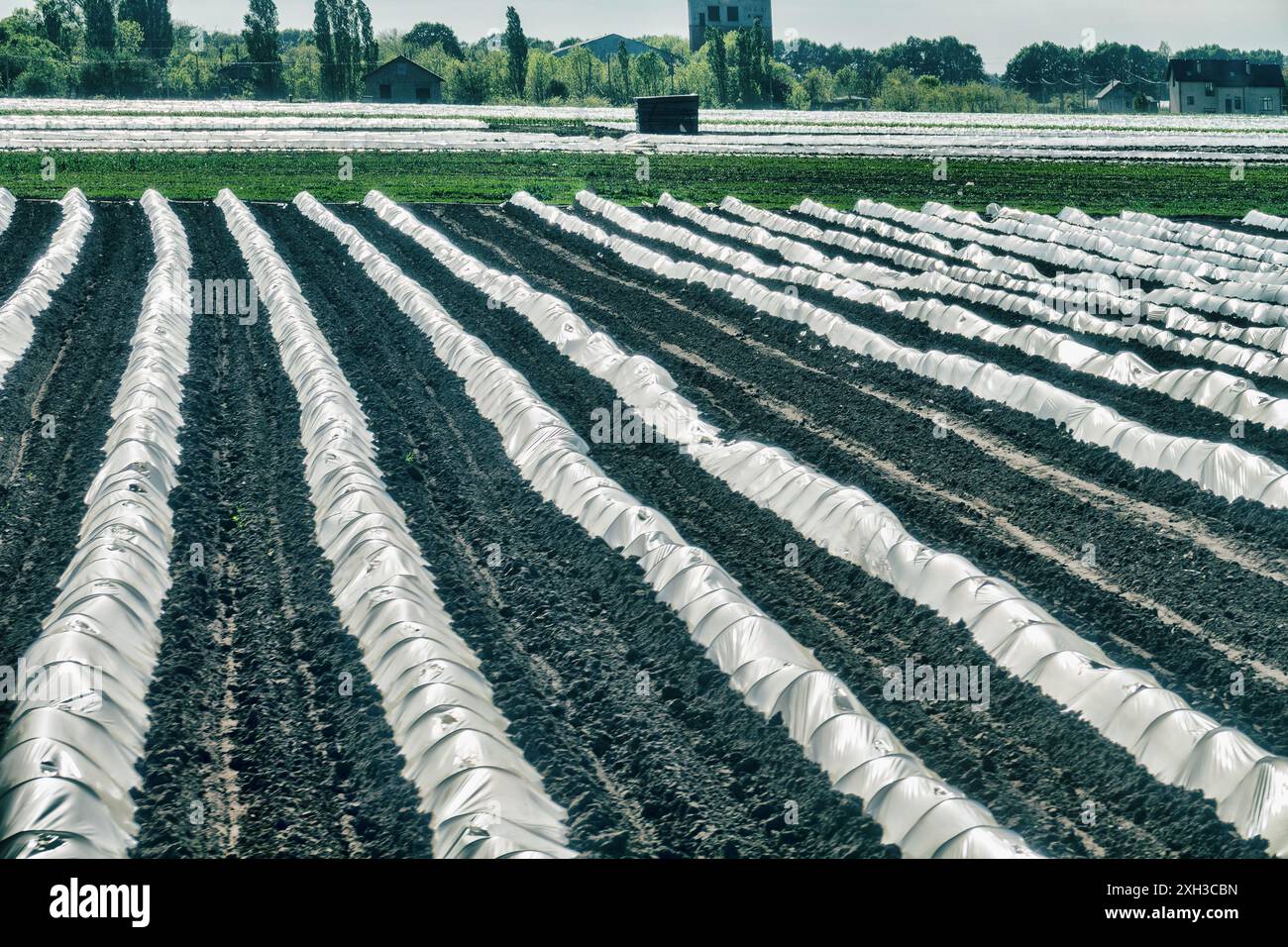 Growing vegetables under a film and in a greenhouse on an industrial ...