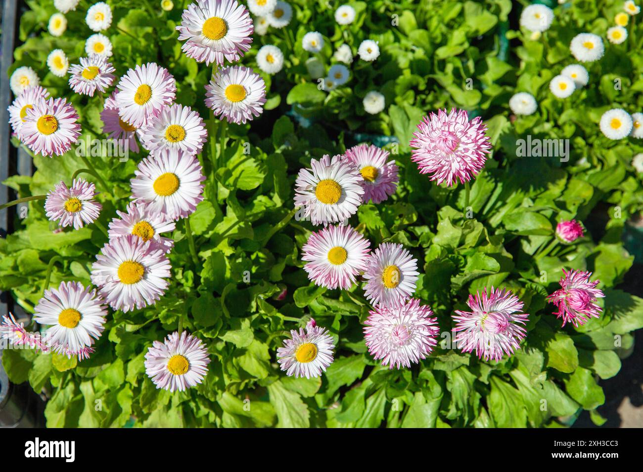 White pink lovely blossom daisy flowers background outdoor closeup ...