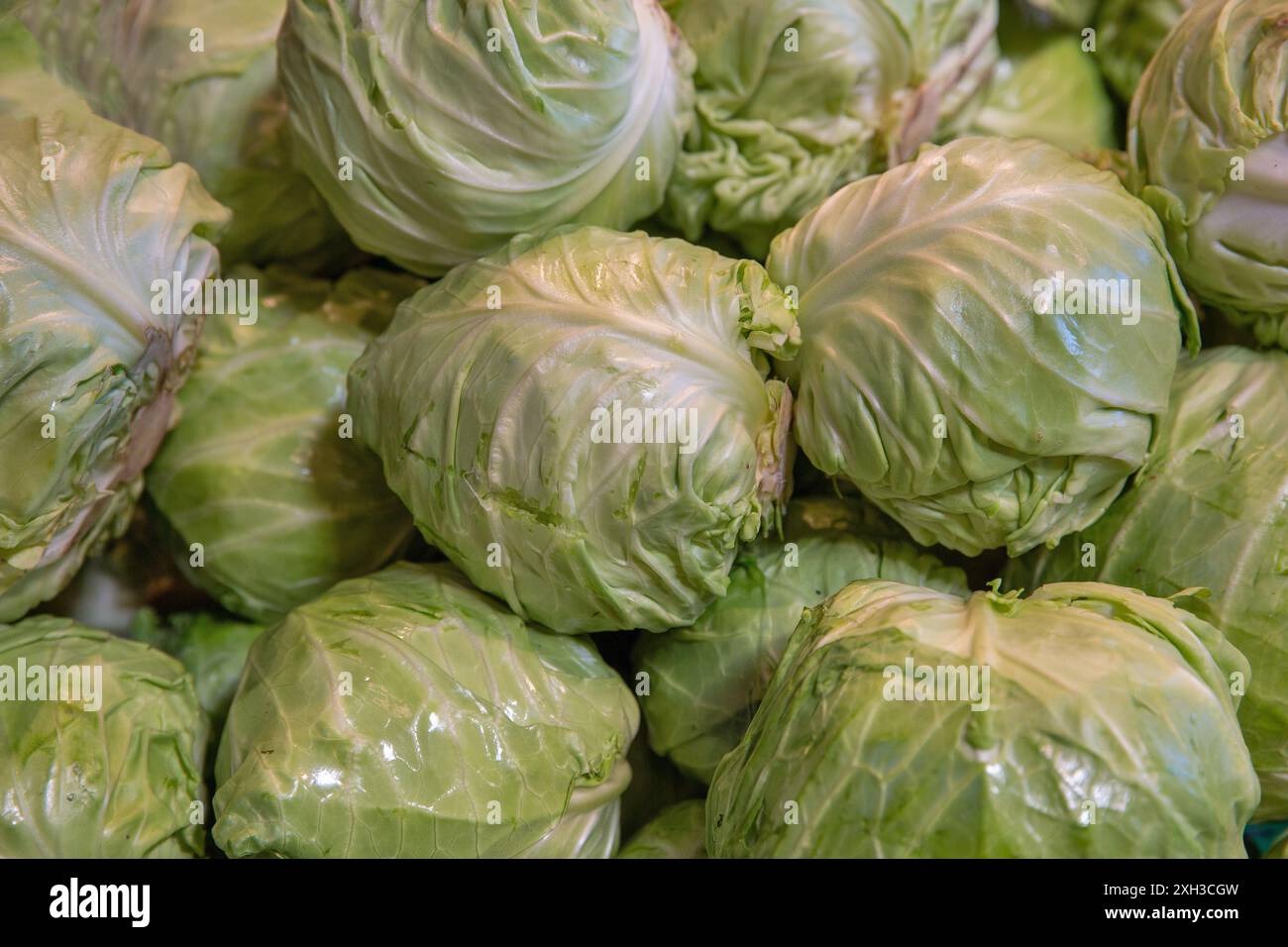 Heads of young cabbage closeup background Stock Photo - Alamy