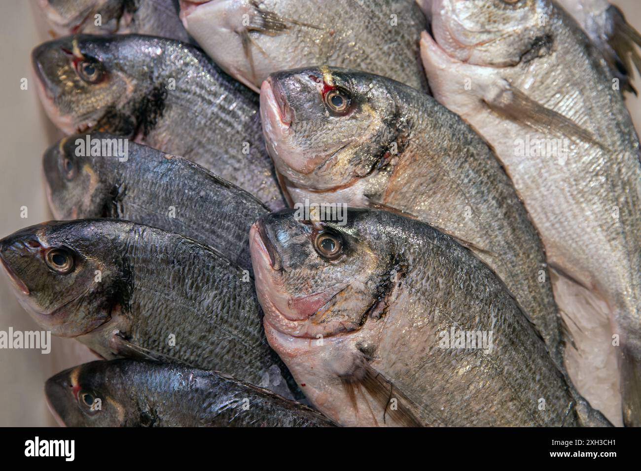 Background closeup of fresh fish aligned in rows at a seafood market ...
