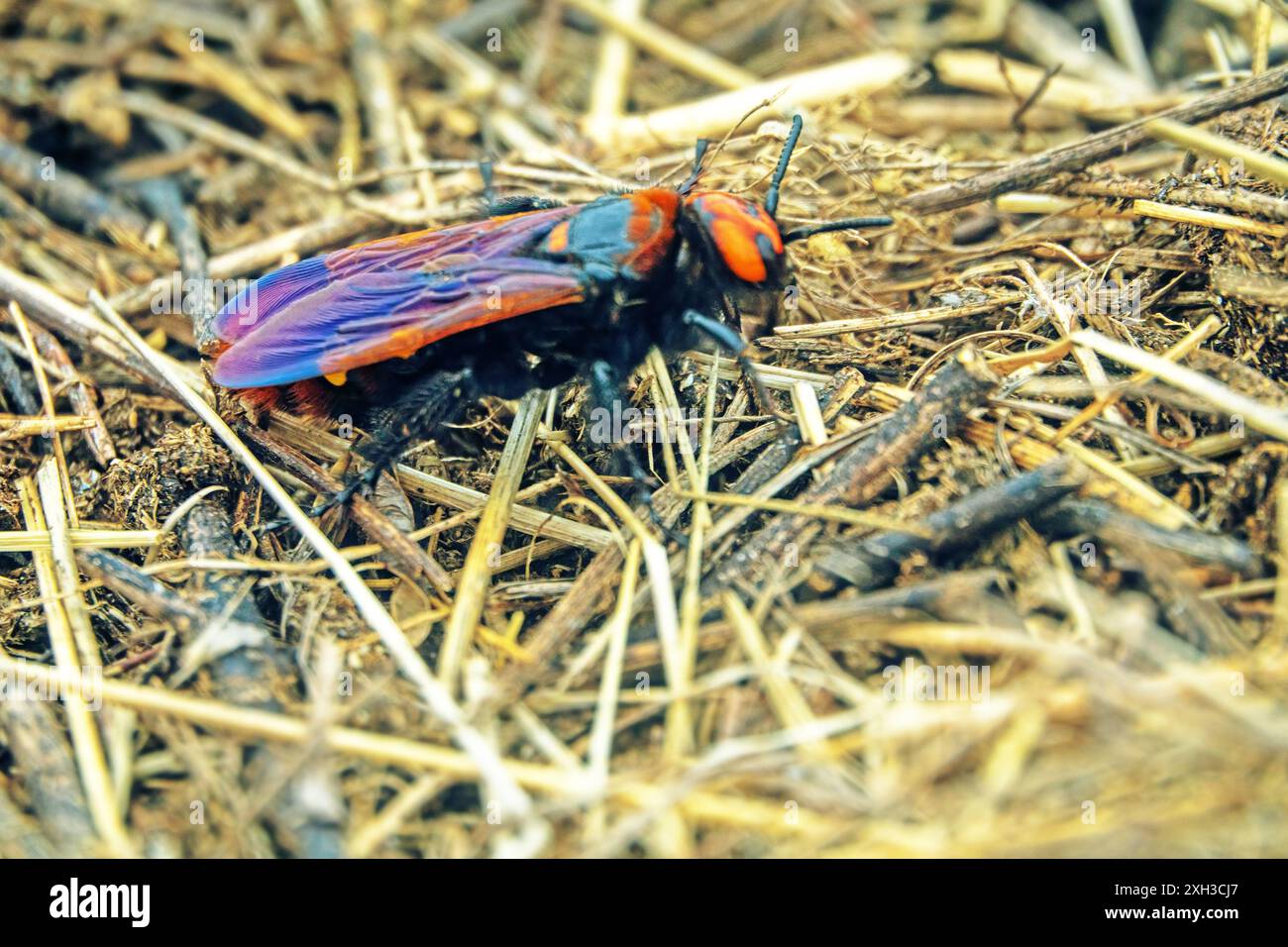 Mammoth wasp (Megascolia maculata, female, largest Hymenoptera) moves ...