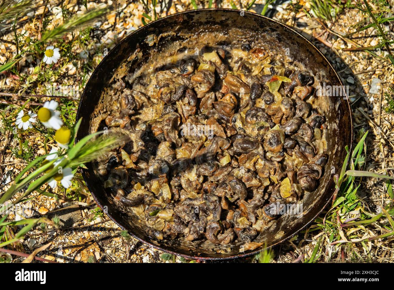 Hiker's food. Grape snails fried in a frying pan with vegetables Stock ...
