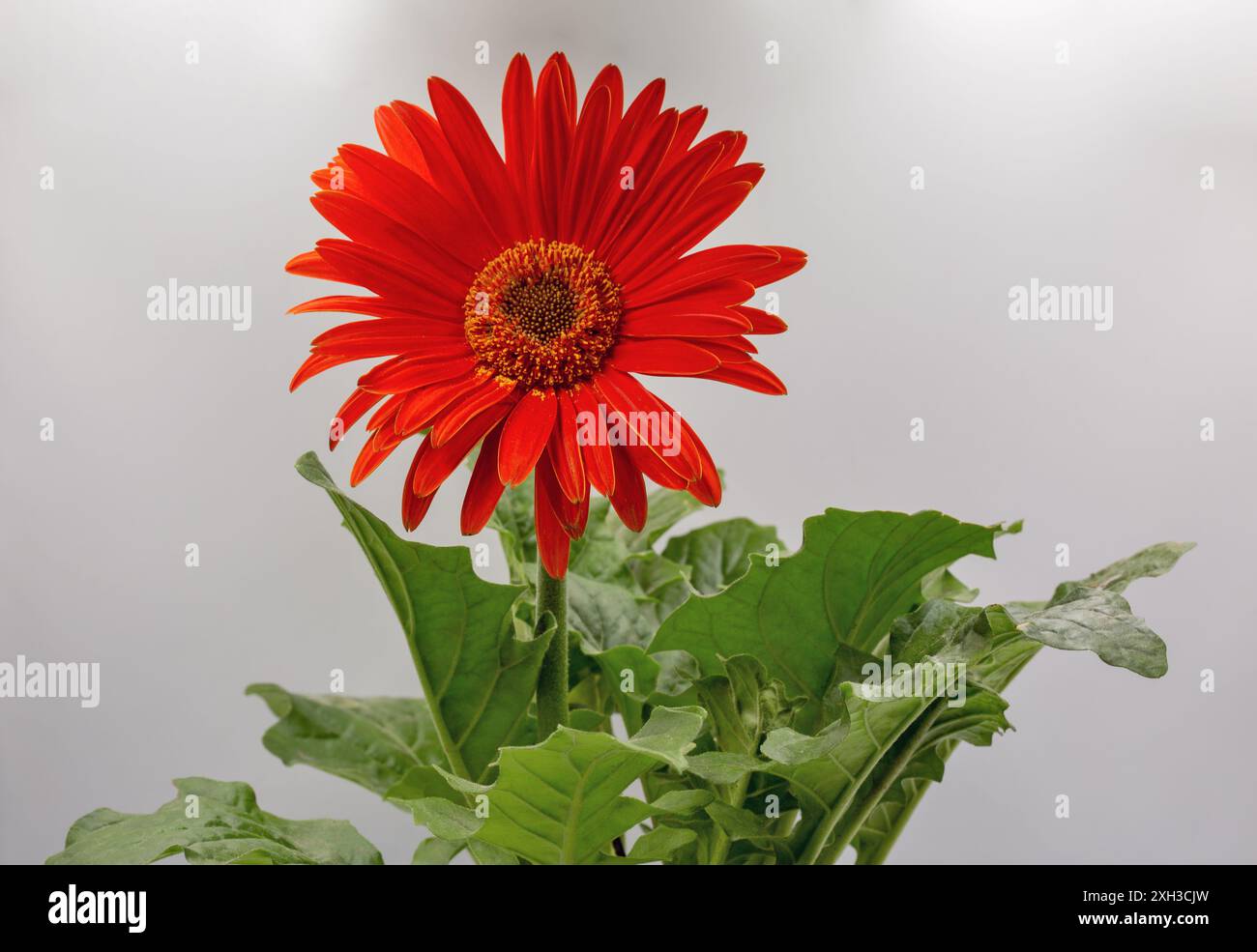 Studio shoot of red gerbera flower with green leaves closeup against ...
