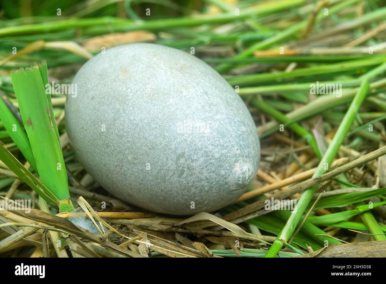 Oology. Mute swans (Cygnus olor) egg with a development pathology. The ...