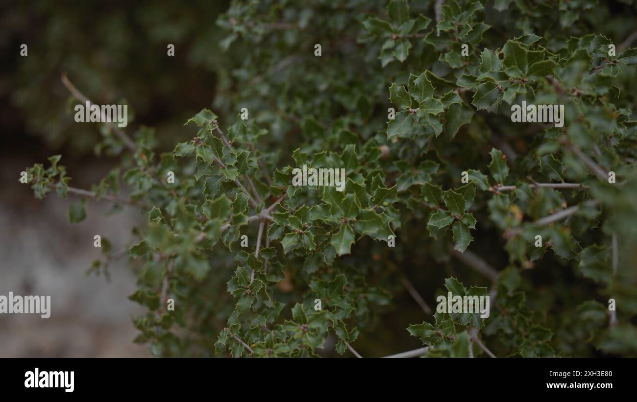 Close-up of quercus coccifera, commonly known as the kermes oak ...