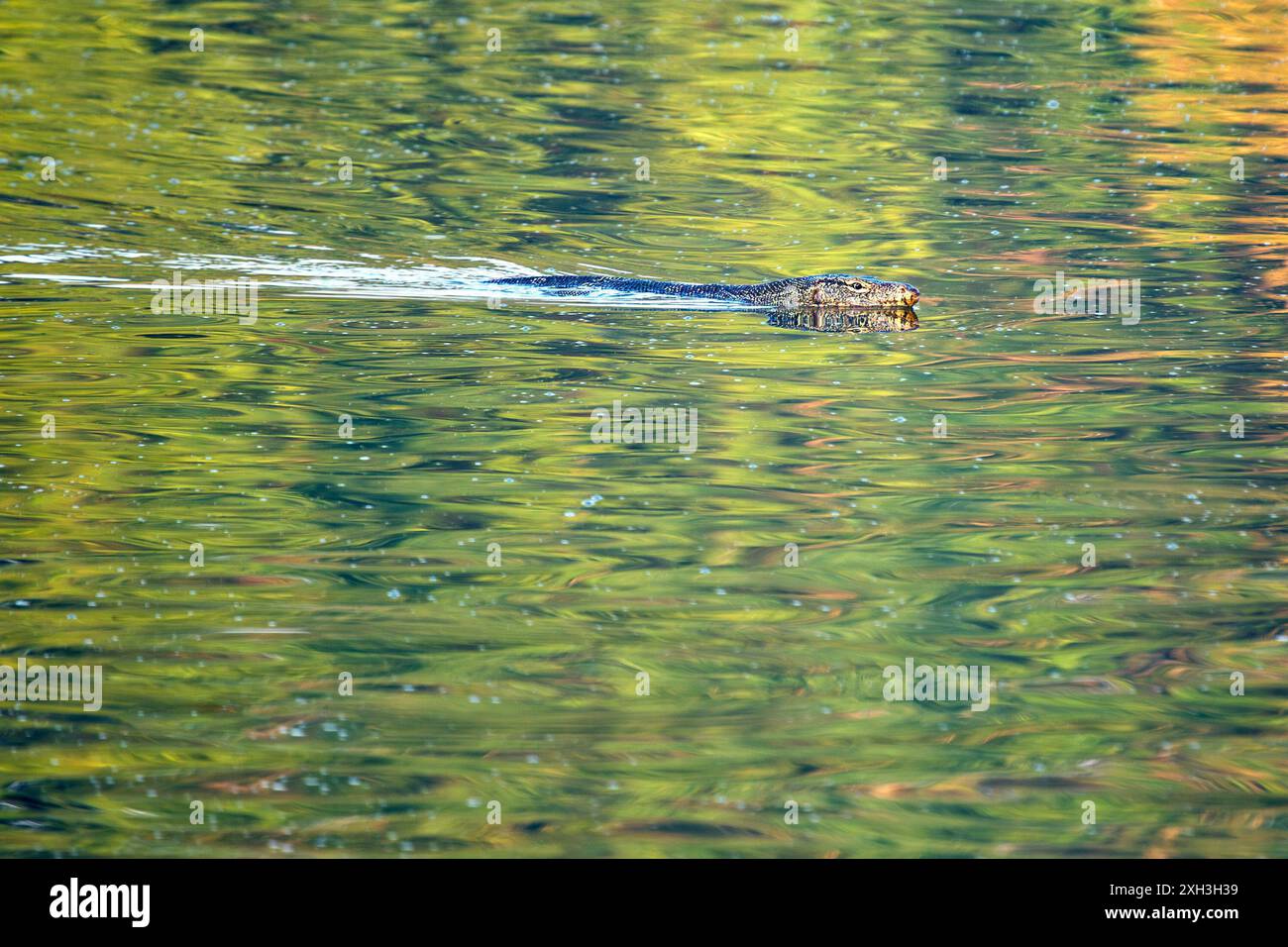 The Asian Water Monitor, with its impressive size and dark, patterned ...
