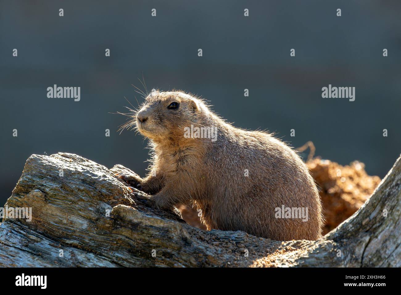 The Black-tailed Prairie Dog, with its distinctive black-tipped tail ...